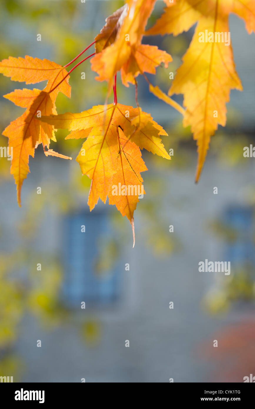 Canada, Quebec, Quebec City. Historic Lower Town (Basse Ville) colorful ...