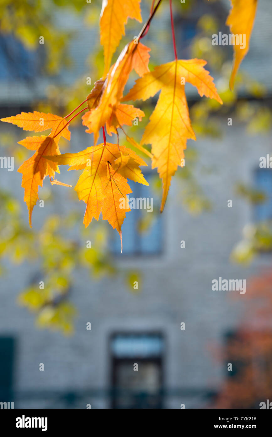 Fall foliage quebec city hi-res stock photography and images - Alamy