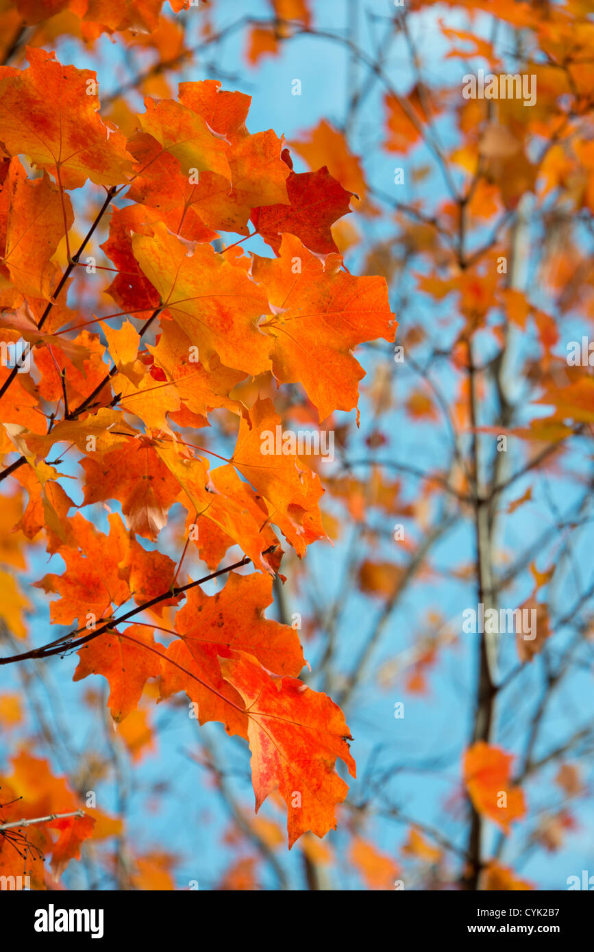 Canada, Quebec, Quebec City. Colorful orange fall maple tree leaves ...