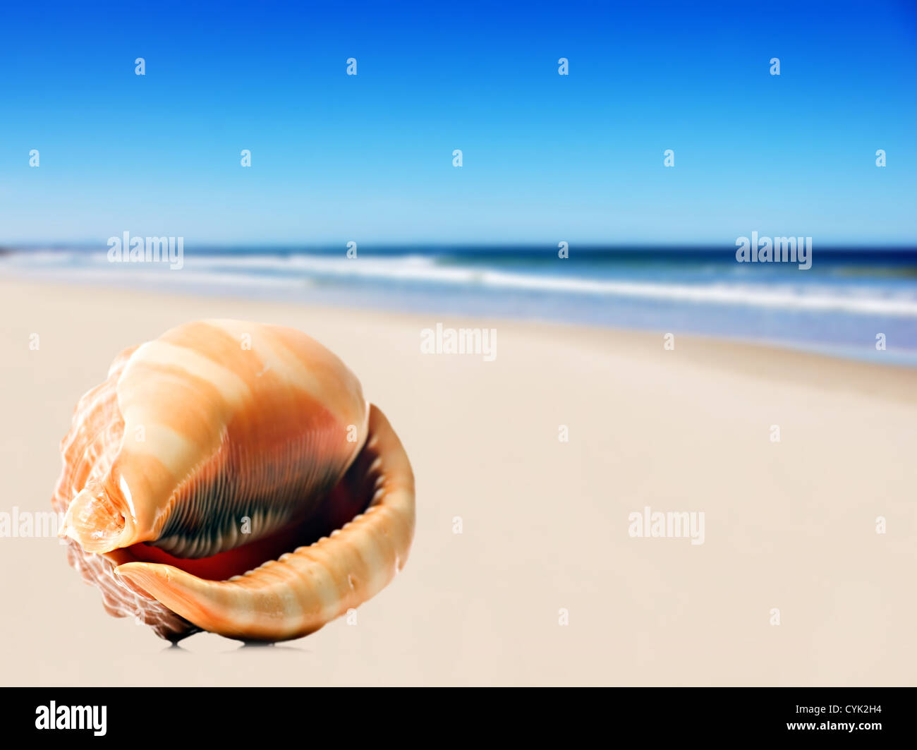 a Beautiful perfectly shaped sea shell on the beach Stock Photo - Alamy
