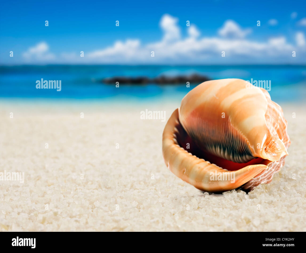 a Beautiful perfectly shaped sea shell on the beach Stock Photo - Alamy