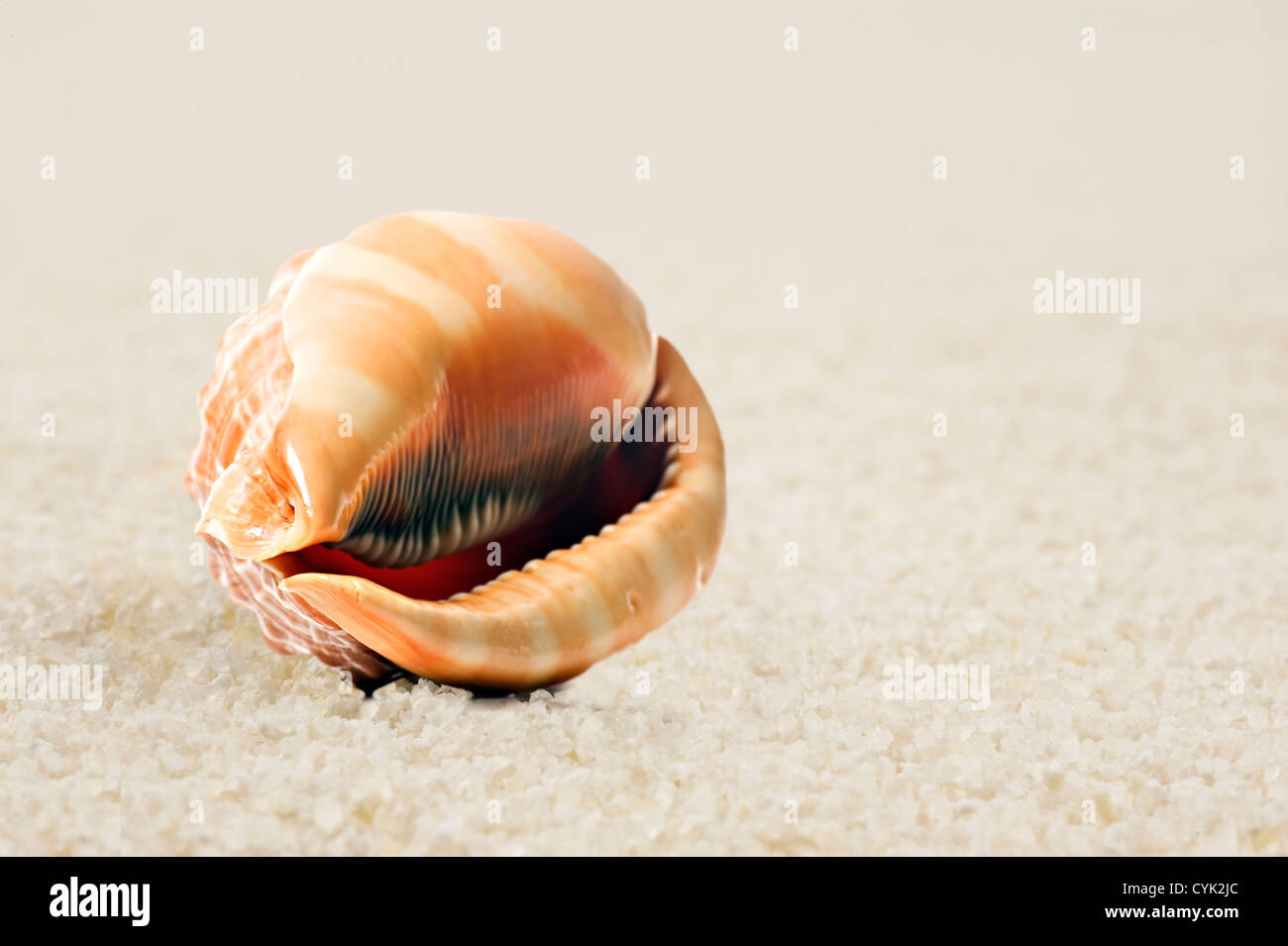 a Beautiful perfectly shaped sea shell on the beach Stock Photo - Alamy