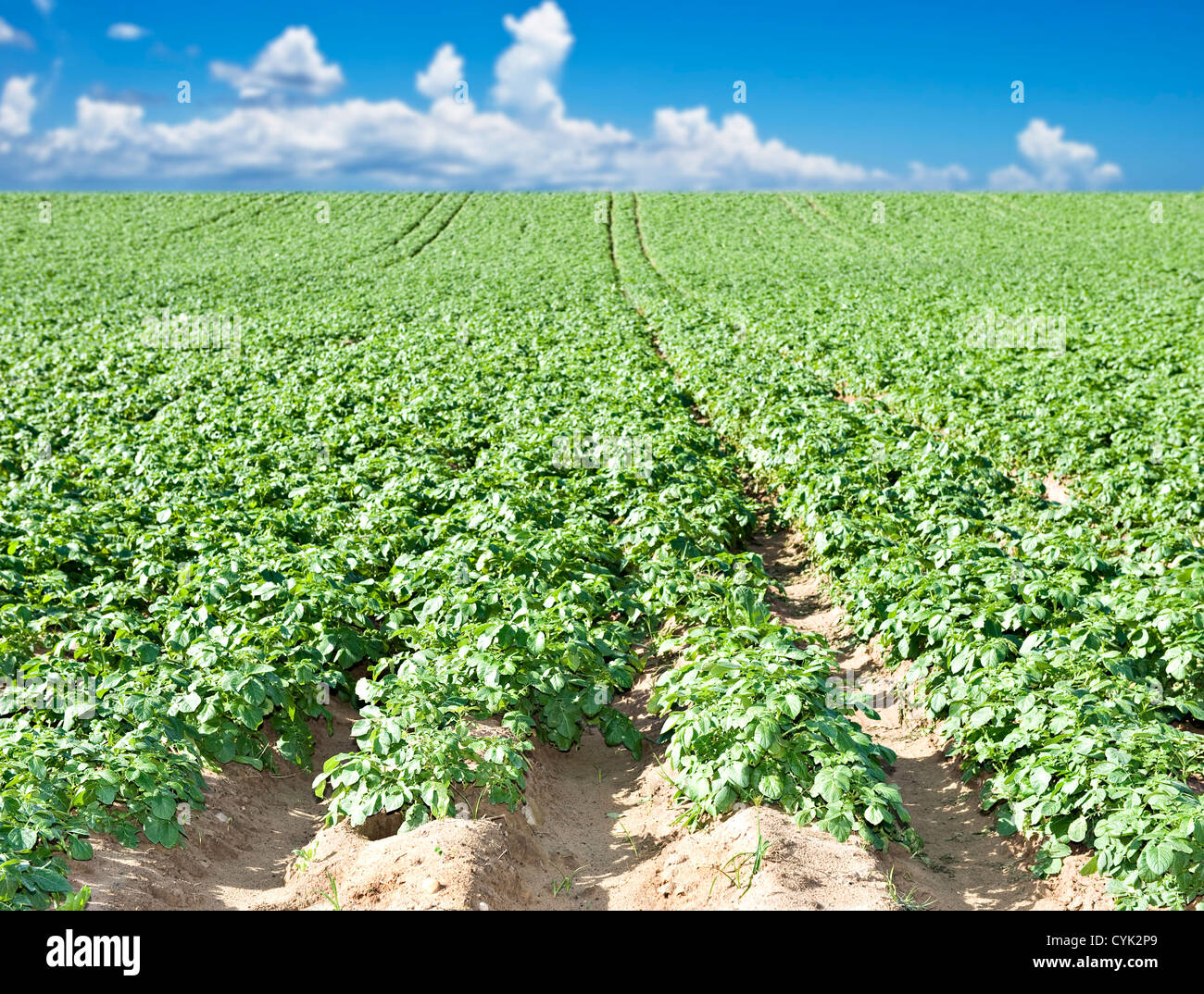 Potato field with sky and cloud Stock Photo - Alamy