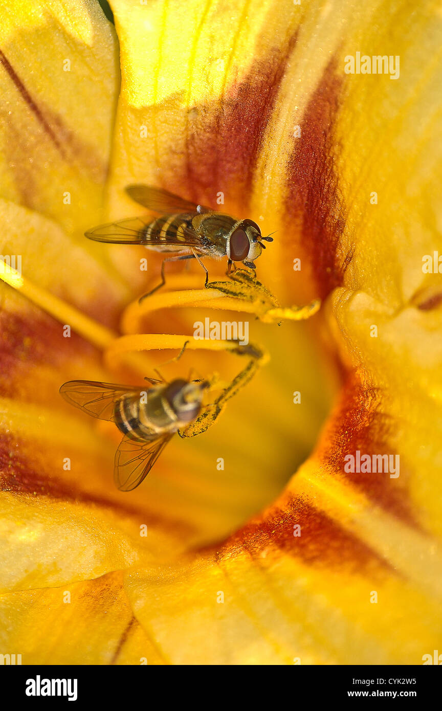 Two flys on lily flower Stock Photo - Alamy