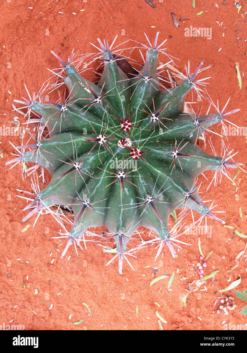 Image of cactus from above Stock Photo - Alamy