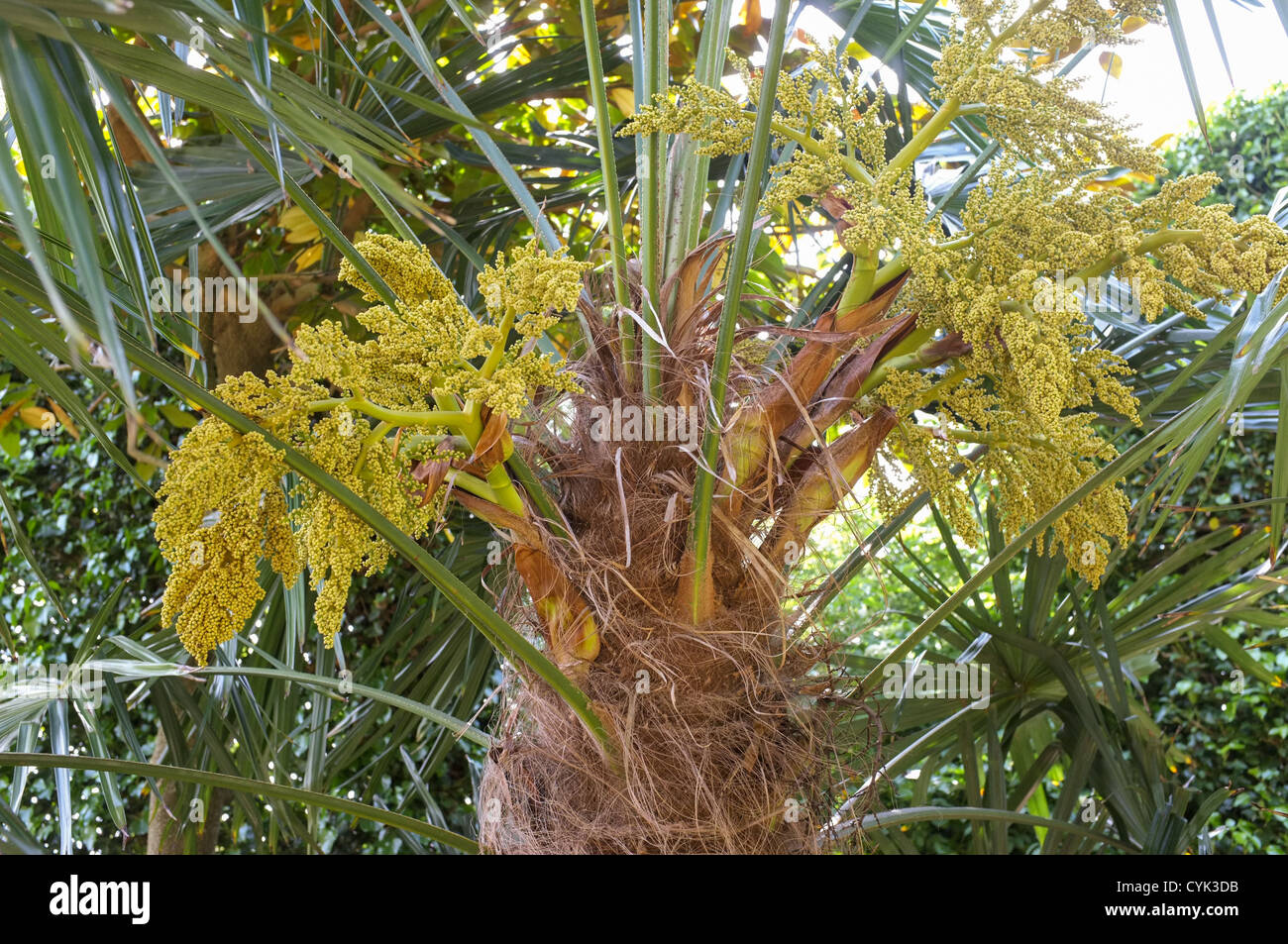 Flowering Trachycarpus fortunei (Chusan Palm, Windmill Palm or Chinese ...