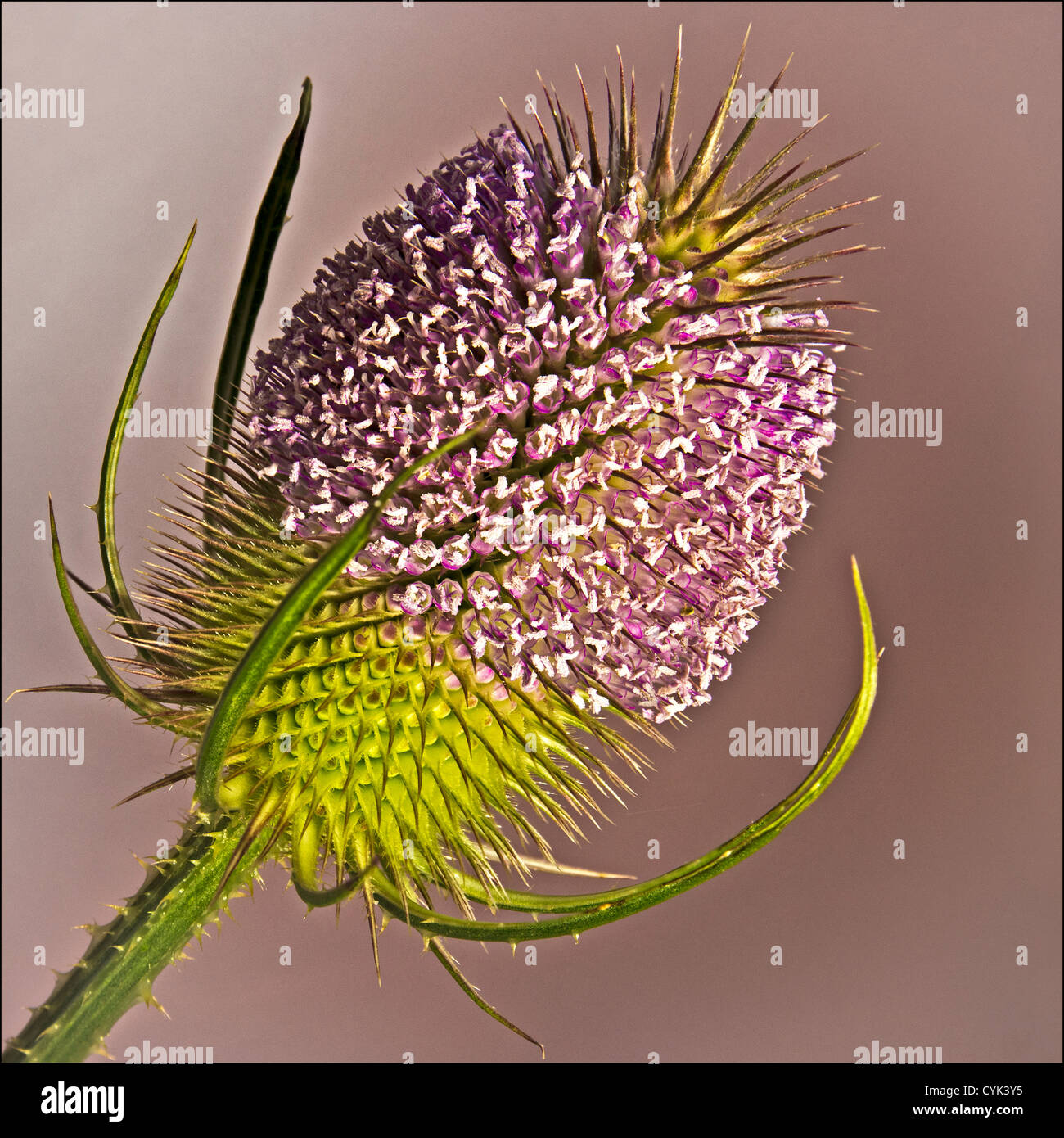 Dipsacus fullonum or Teasle Stock Photo - Alamy