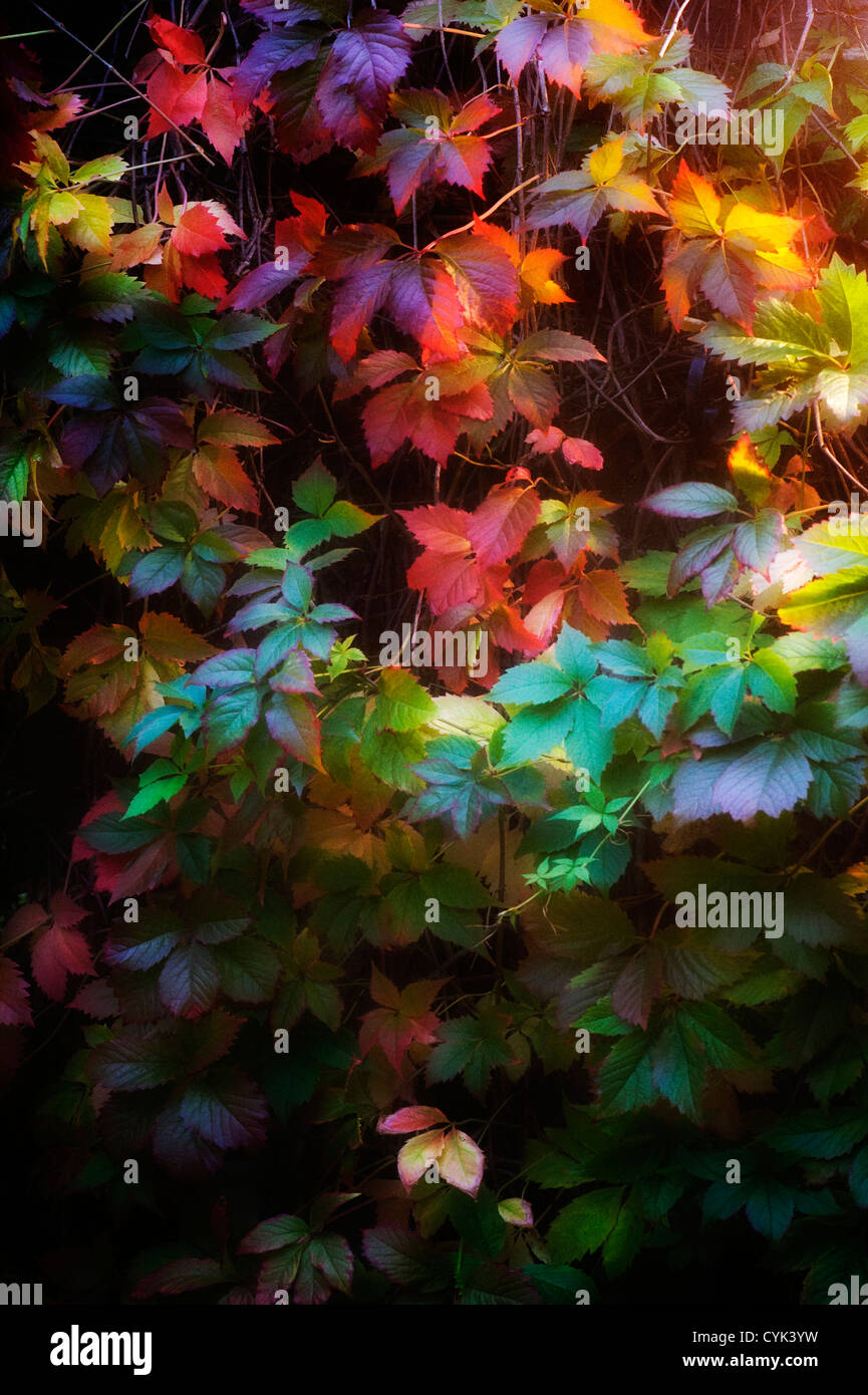 Collection of autumn colours colors hi-res stock photography and images ...