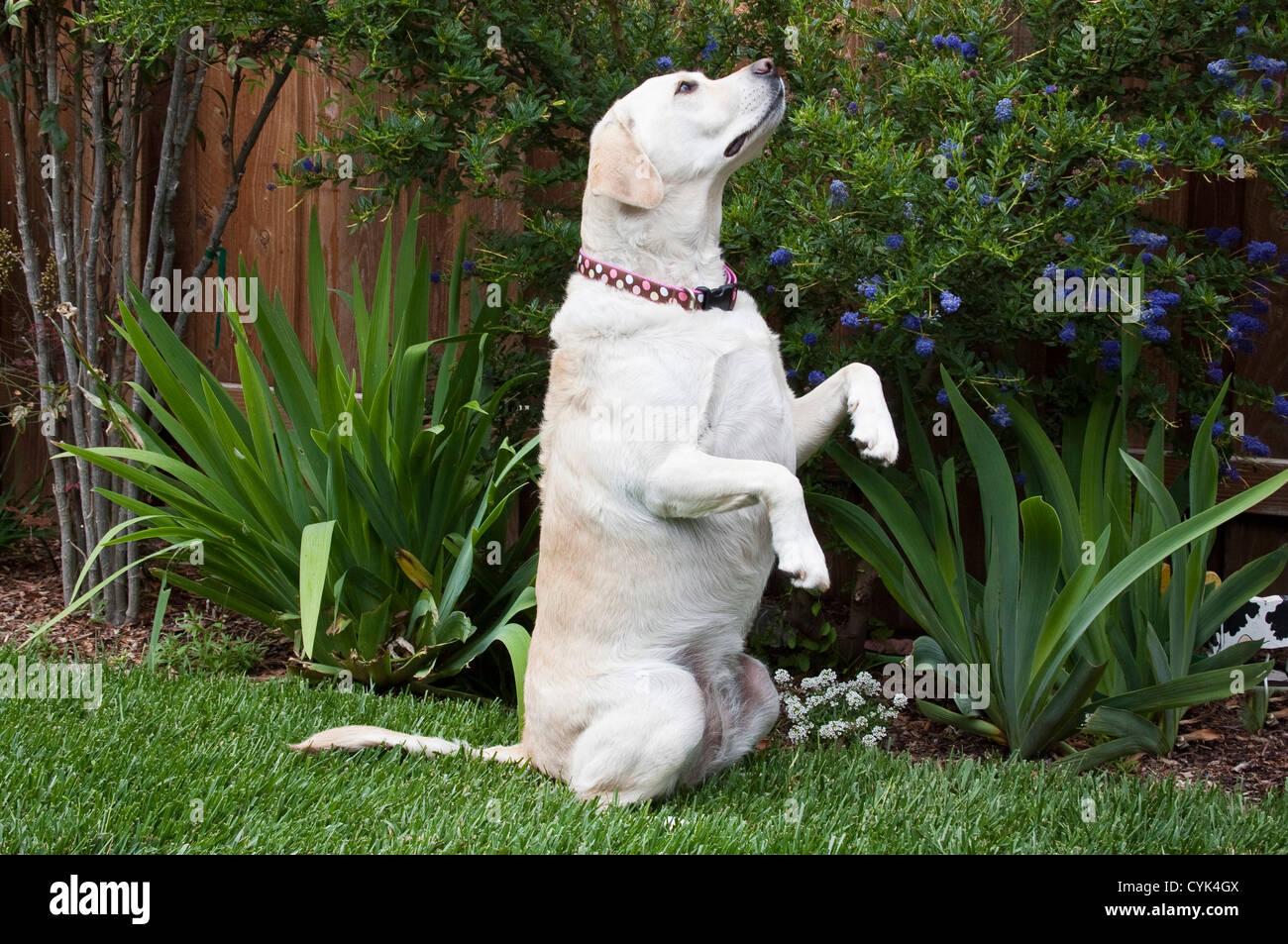 Labrador At Field Trial High Resolution Stock Photography and Images ...