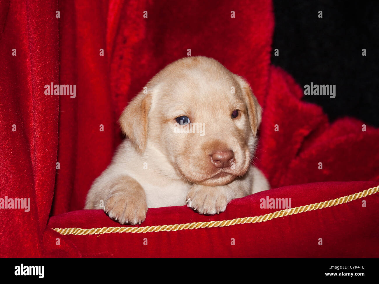 Newborn Yellow Labs