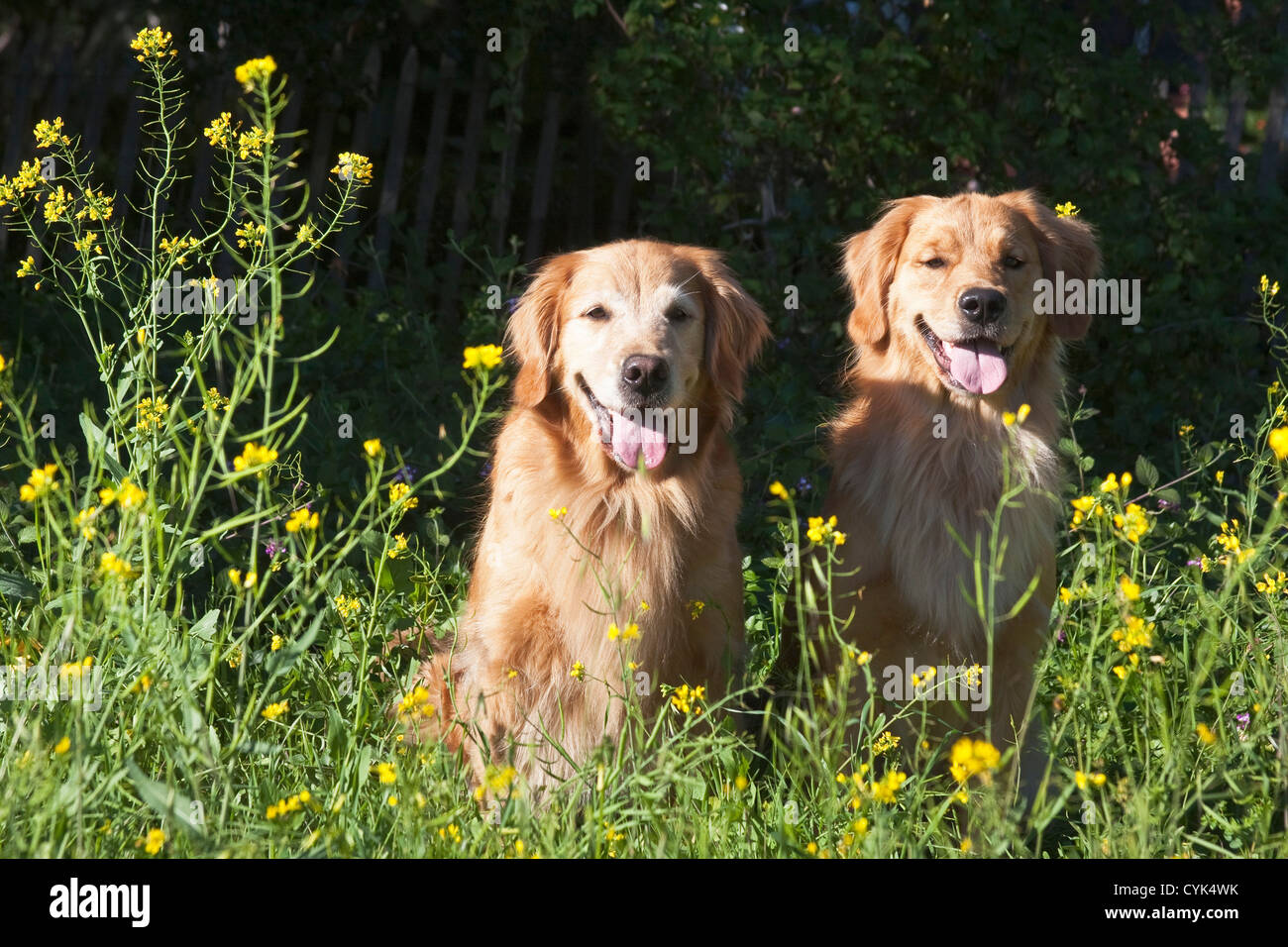Two Golden Retrievers sitting together in a field surrounded by yellow ...