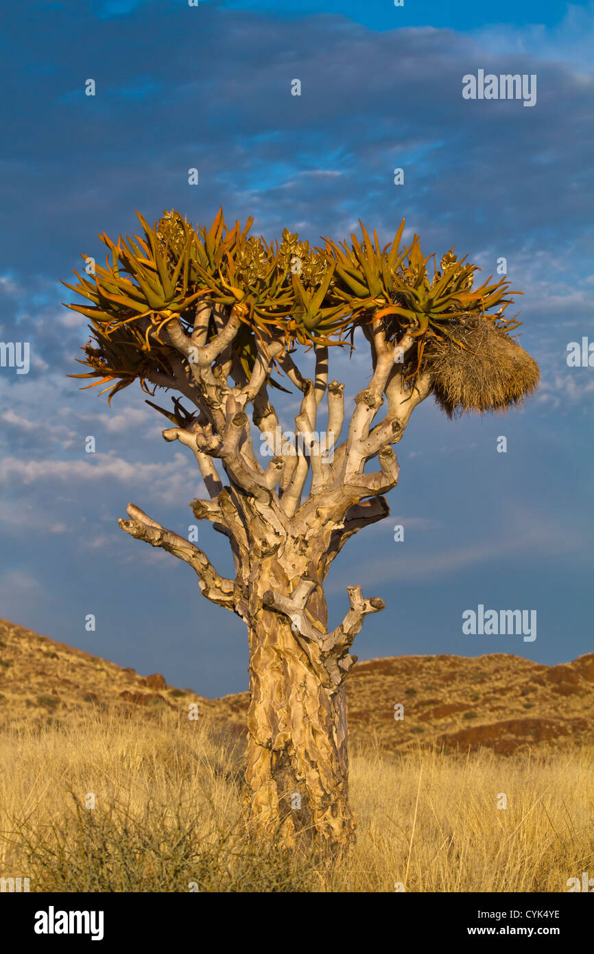 Quiver tree in namibia hi-res stock photography and images - Alamy