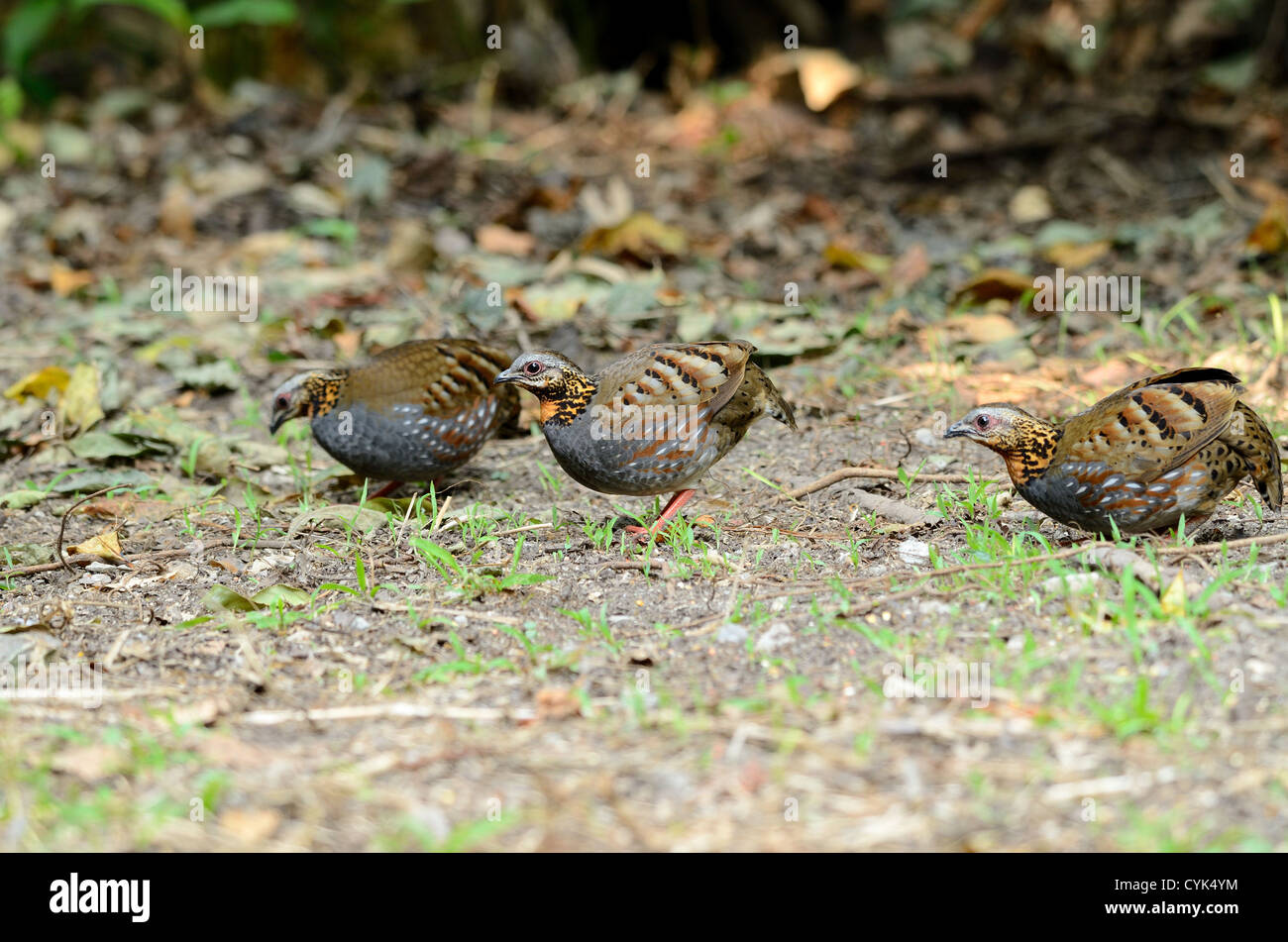 beautiful rufous-throated partridge(Arborophila rufogularis) in Thai ...