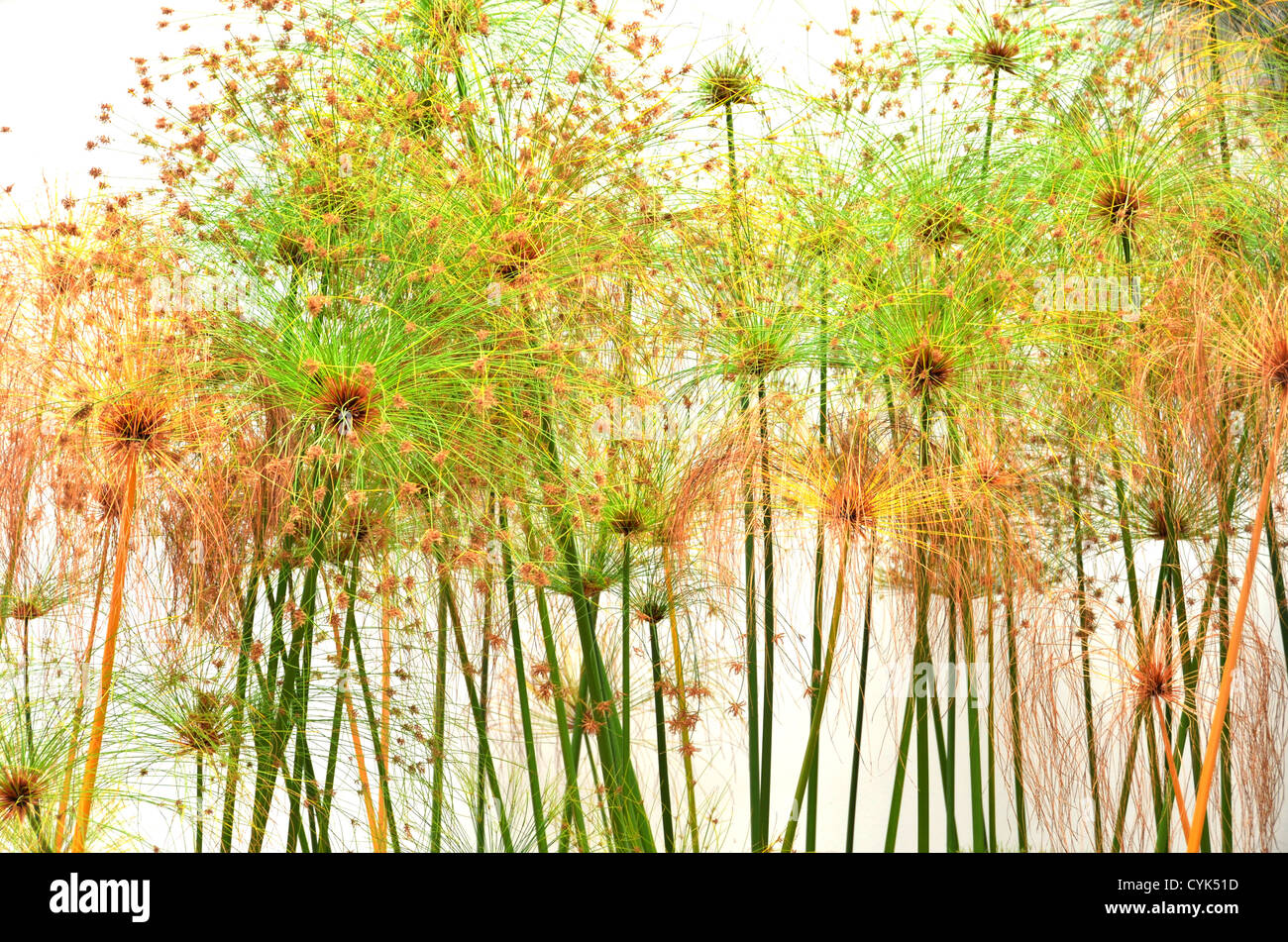 Plant in Morocco Stock Photo - Alamy