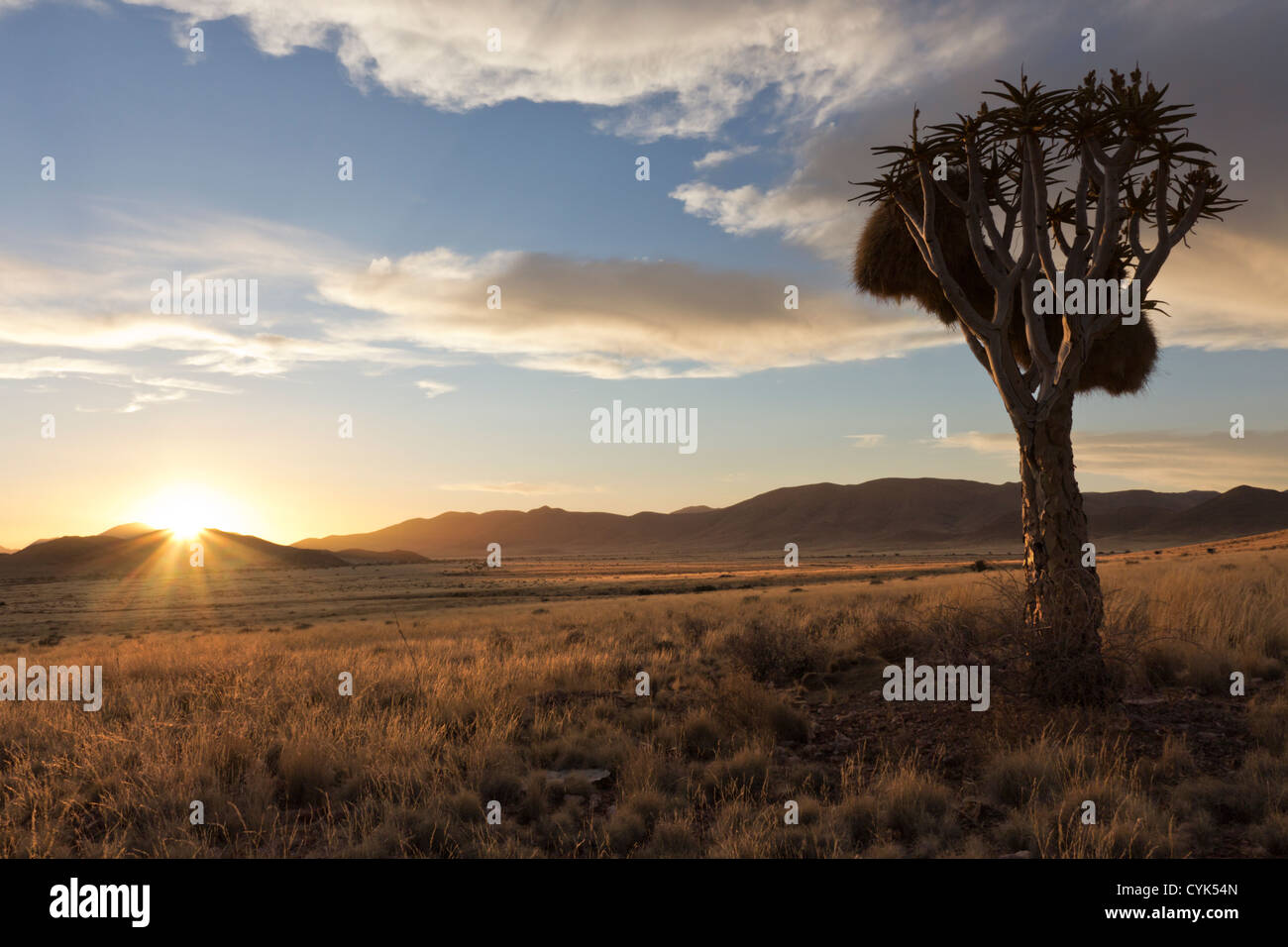 Quiver Tree Bird High Resolution Stock Photography and Images - Alamy
