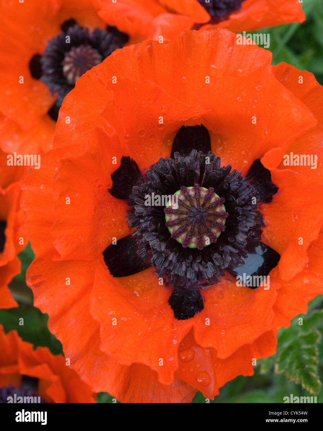 Large Orange Oriental Poppy Stock Photo - Alamy