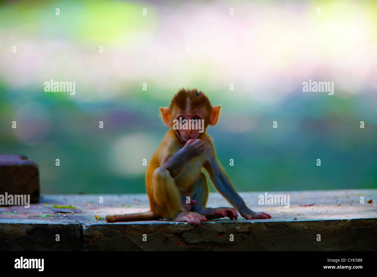 Baby monkey looking at camera Stock Photo - Alamy