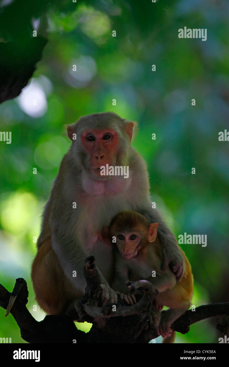 Young rhesus macaque monkey playing hi-res stock photography and images ...