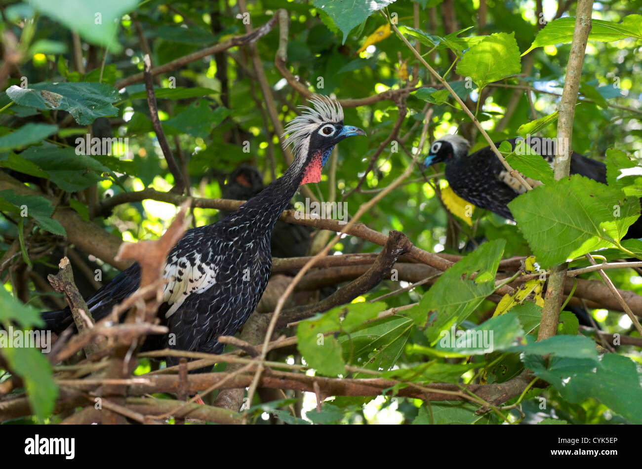 Black-fronted Piping Guan (Pipile jacutinga), Brazil Stock Photo - Alamy