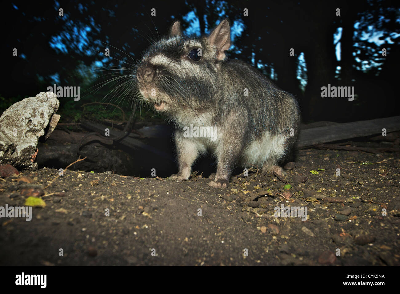 Plains Viscacha (Lagostomus maximus), Corrientes, Argentina Stock Photo ...