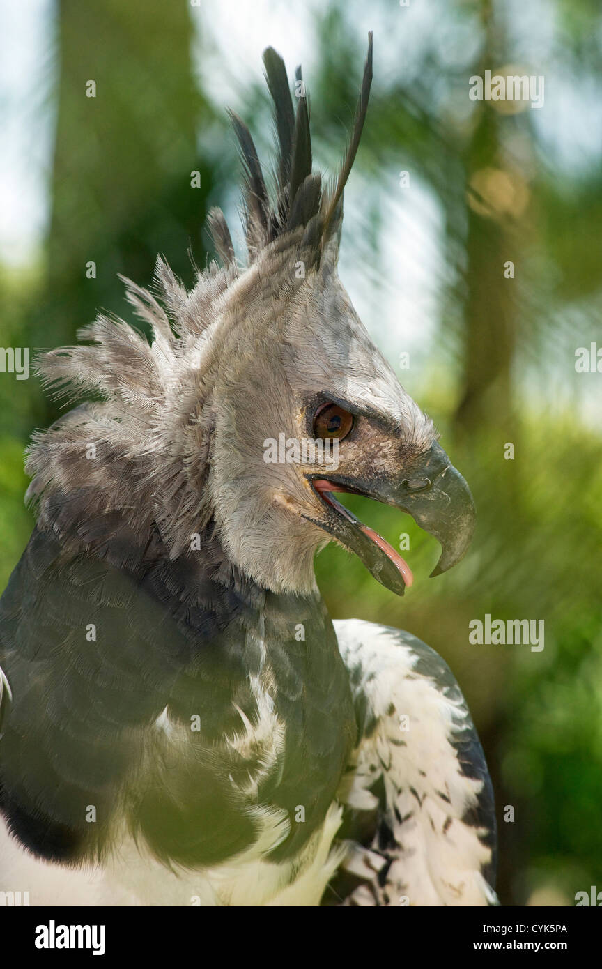 Harpy Eagle Close High Resolution Stock Photography and Images - Alamy