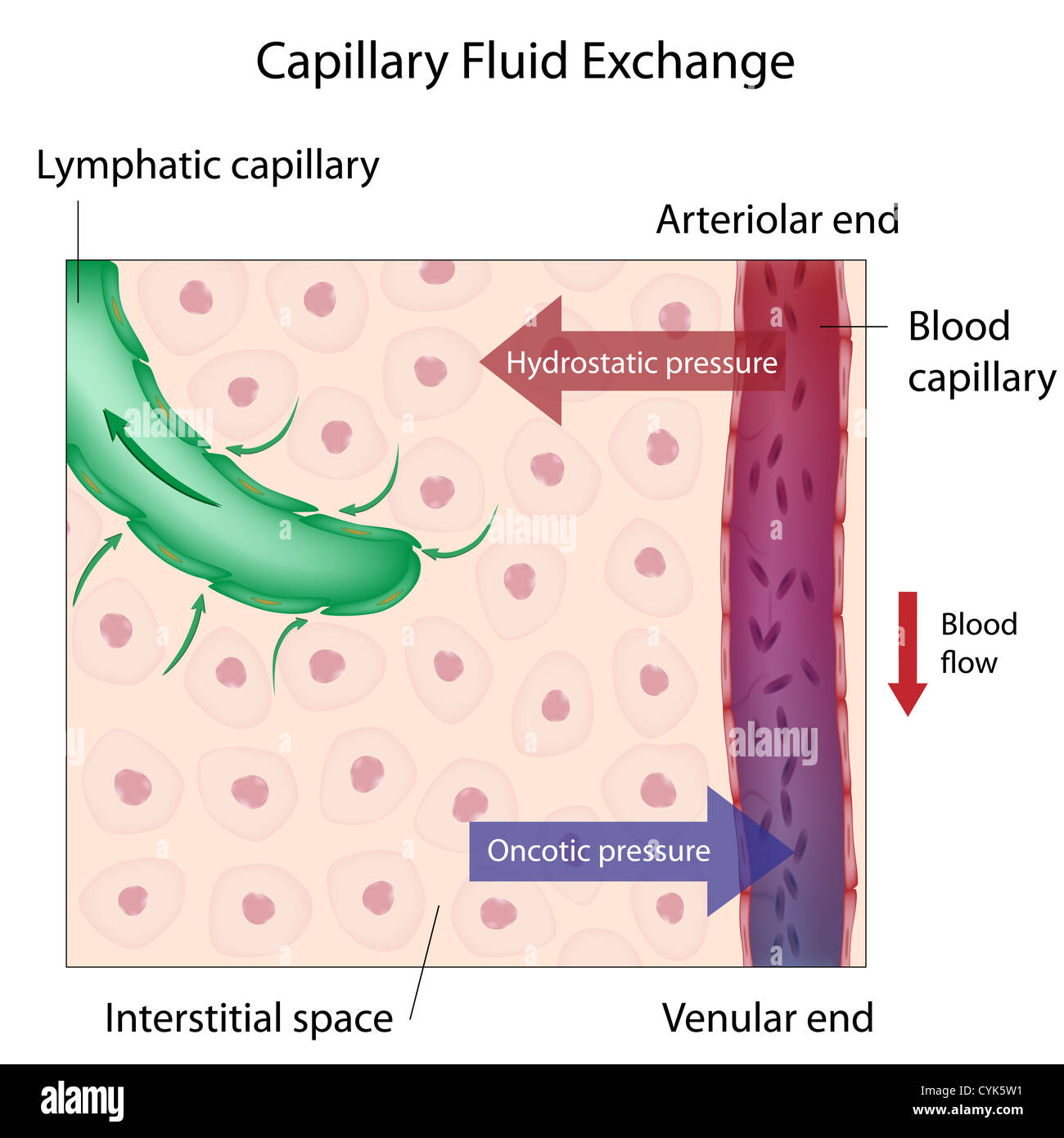 Capillary Fluid Exchange Stock Photo - Alamy