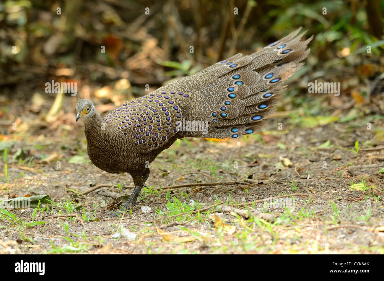 beautiful male gray peacock-pheasant (Polyplectron bicalcaratum) in Thai forest Stock Photo - Alamy