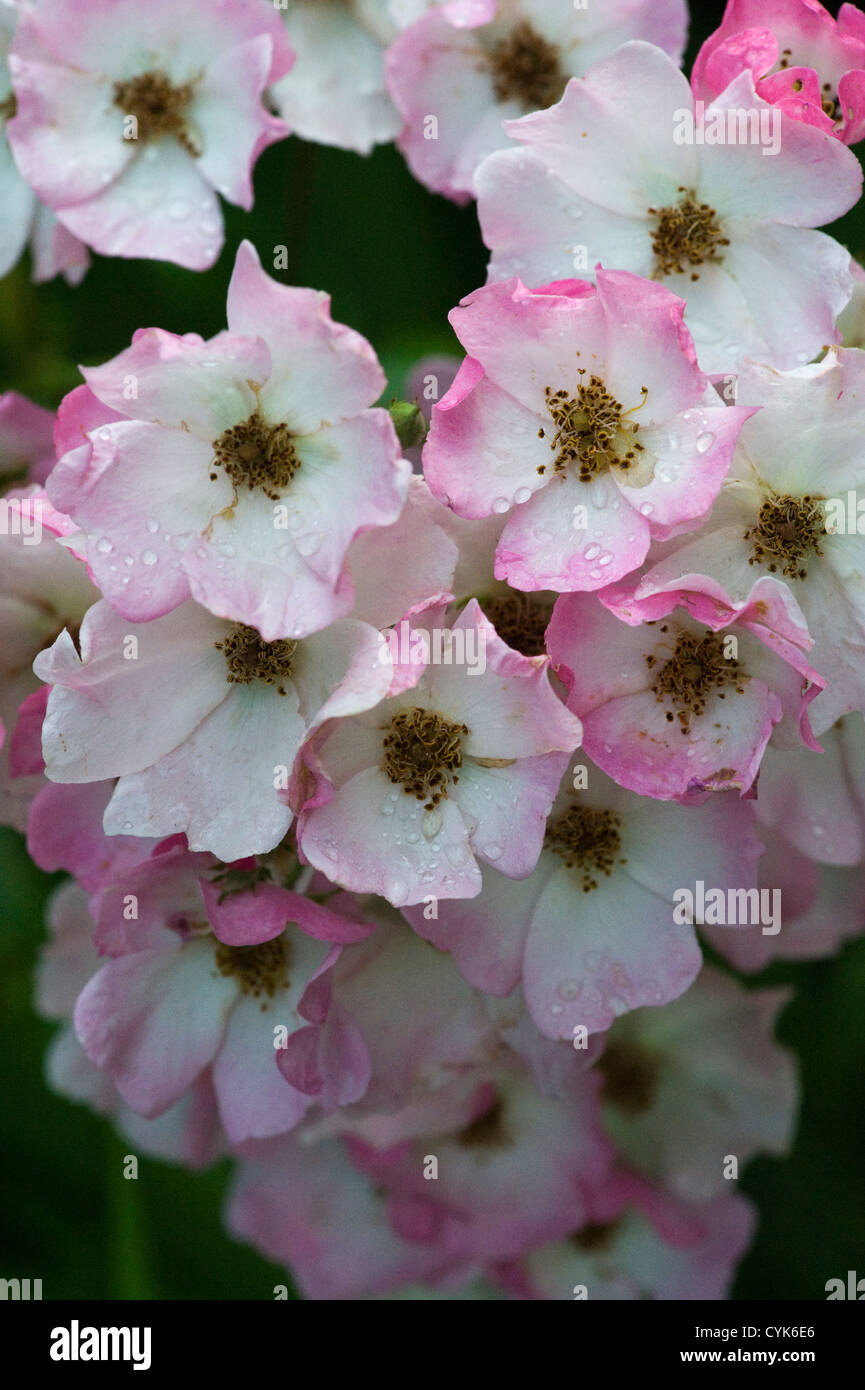 Penelope Rose in an English Garden Stock Photo - Alamy