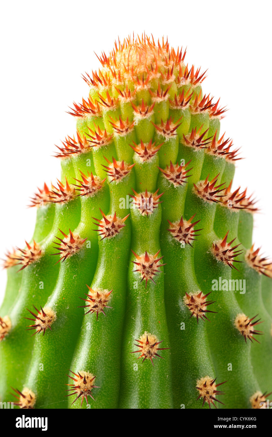 Spiky succulent hi-res stock photography and images - Alamy