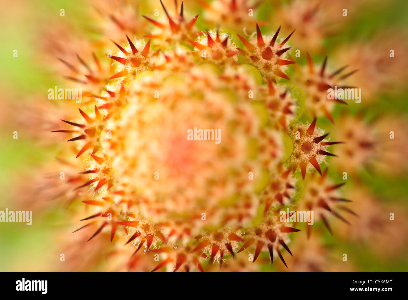 Tip of a shoot of cactus, Hildewintera hybrid // Extrémité d'un cactus ...