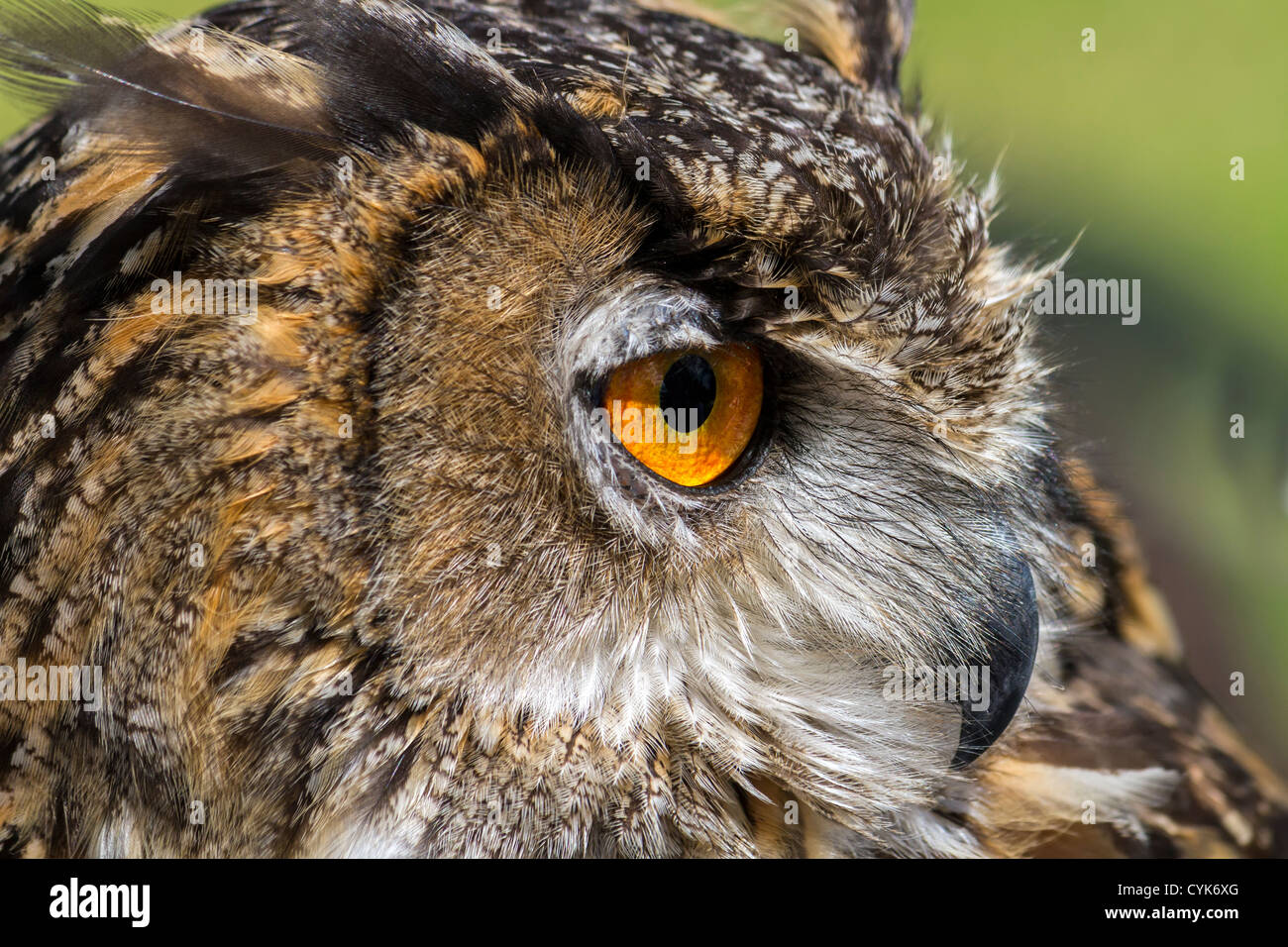 eagle owl profile Stock Photo - Alamy