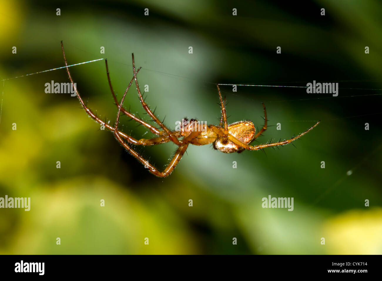 spider hanging upside down Stock Photo - Alamy