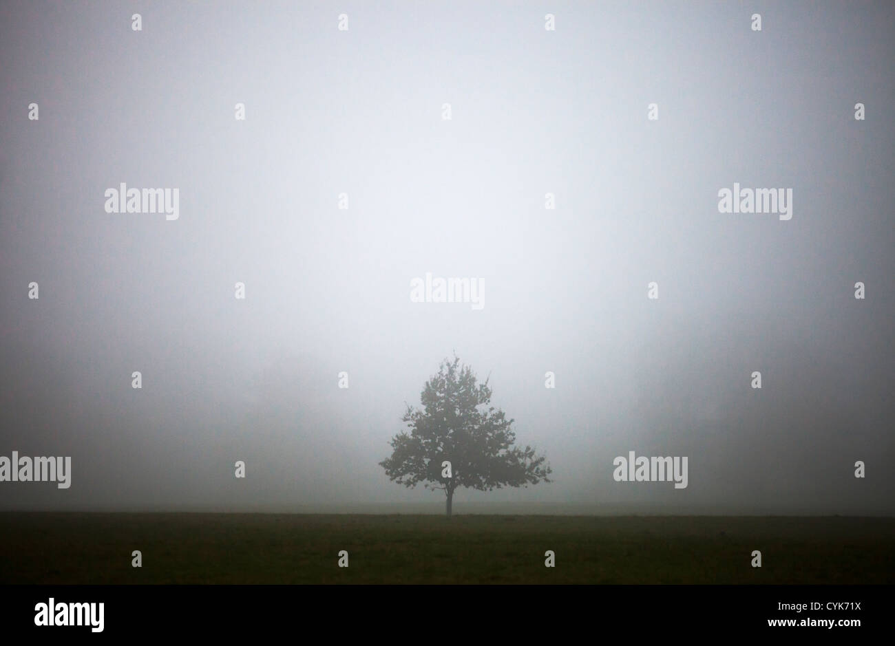 Misty autumn trees hi-res stock photography and images - Alamy