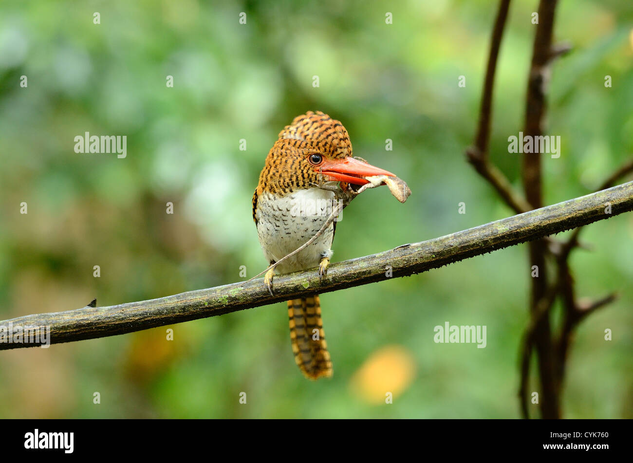 beautiful female banded kingfisher (Lacedo pulchella) in Thai forest ...