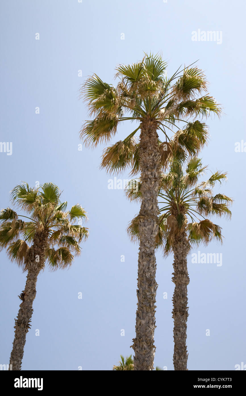 Palm trees cyprus hi-res stock photography and images - Alamy