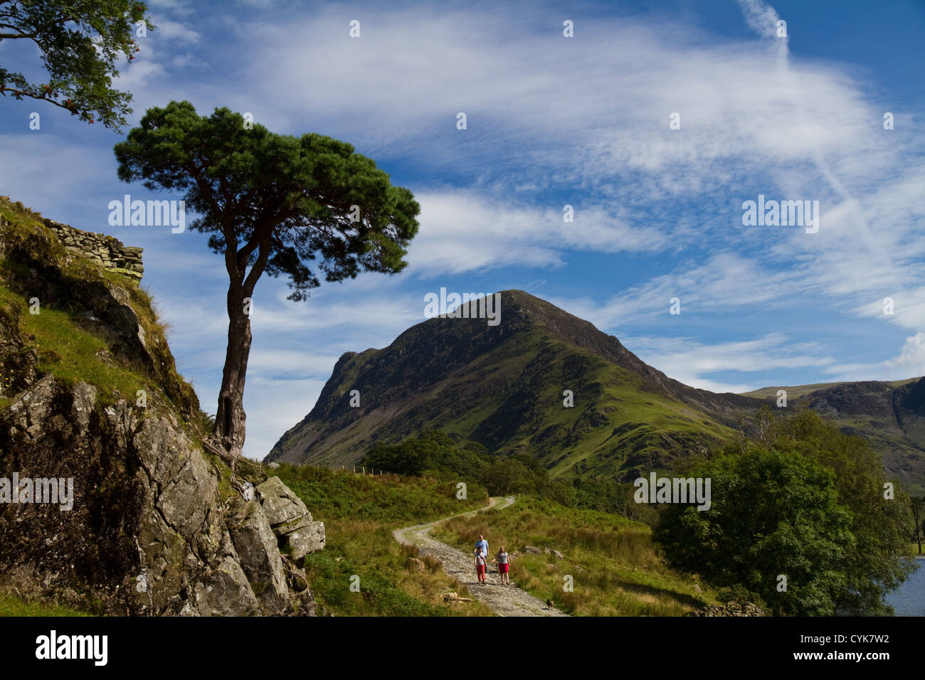 A family walk with their dog below a lone Caledonian Pine by Fleetwith ...