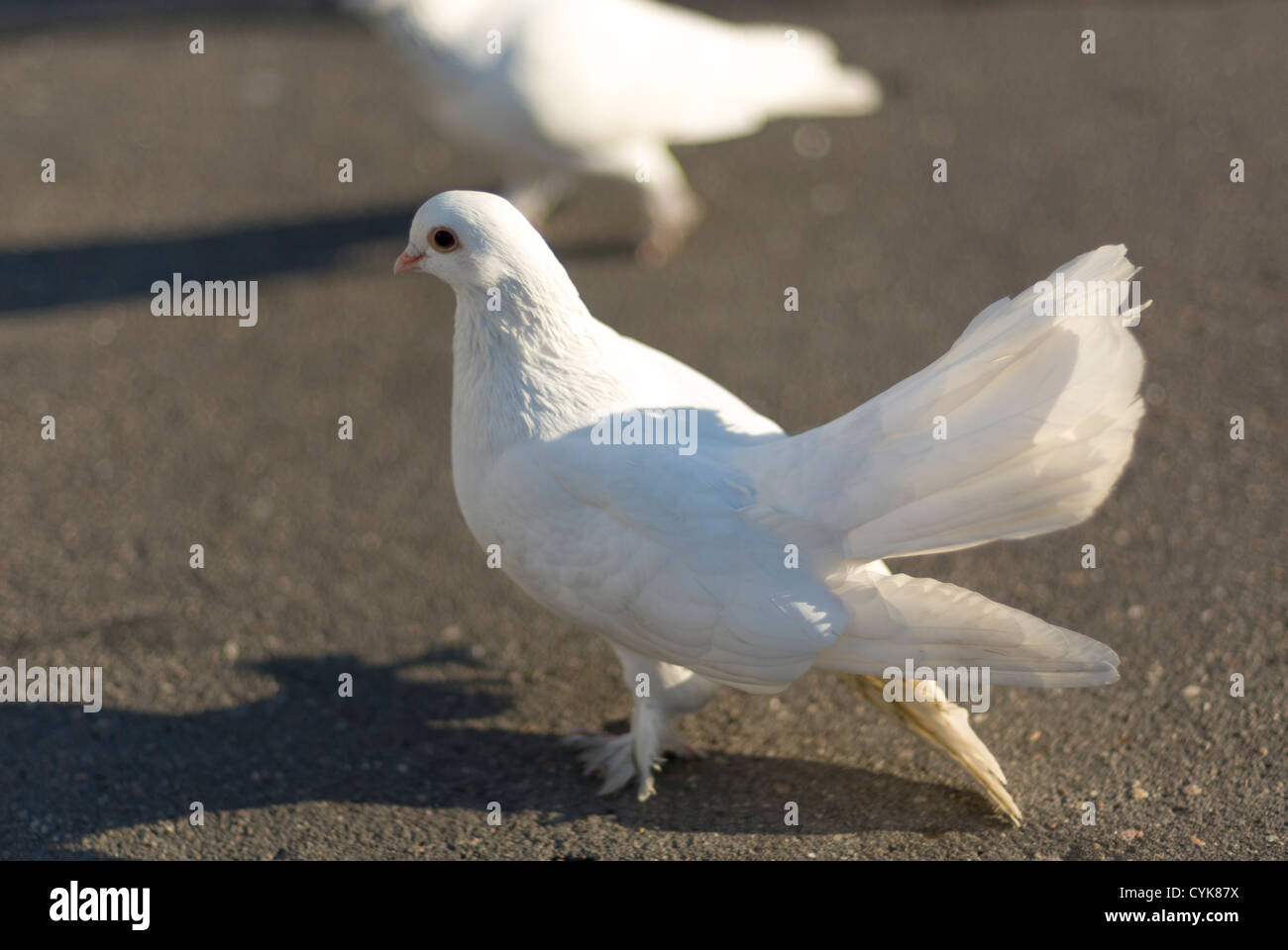 White pigeons walking in sunset sun Stock Photo - Alamy