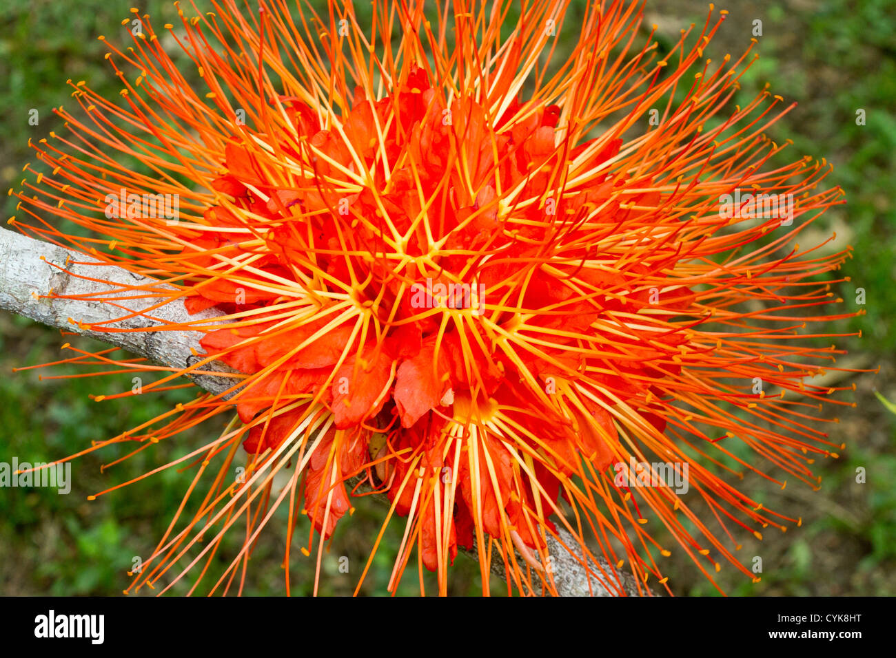 Brownea flower brownea macrophylla hi-res stock photography and images ...