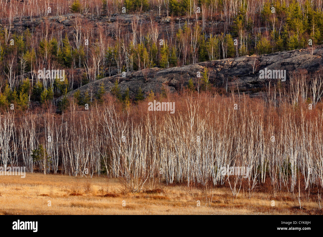 Birch forest with replanted pine trees, Greater Sudbury, Ontario ...
