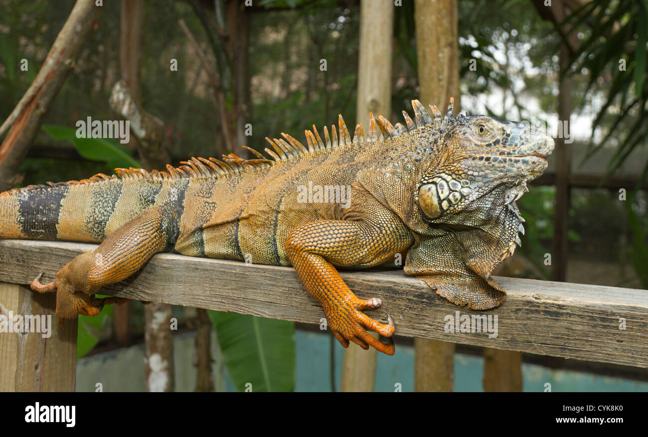 Green iguana (Iguana iguana), Green Iguana Exhibit, San Ignacio, Belize ...