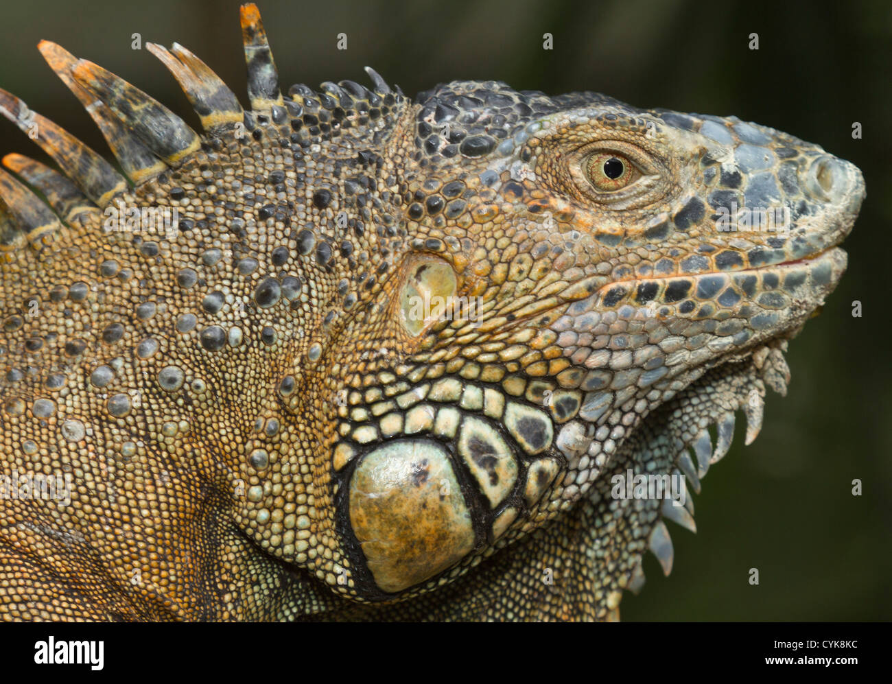 Green iguana (Iguana iguana), Green Iguana Exhibit, San Ignacio, Belize ...