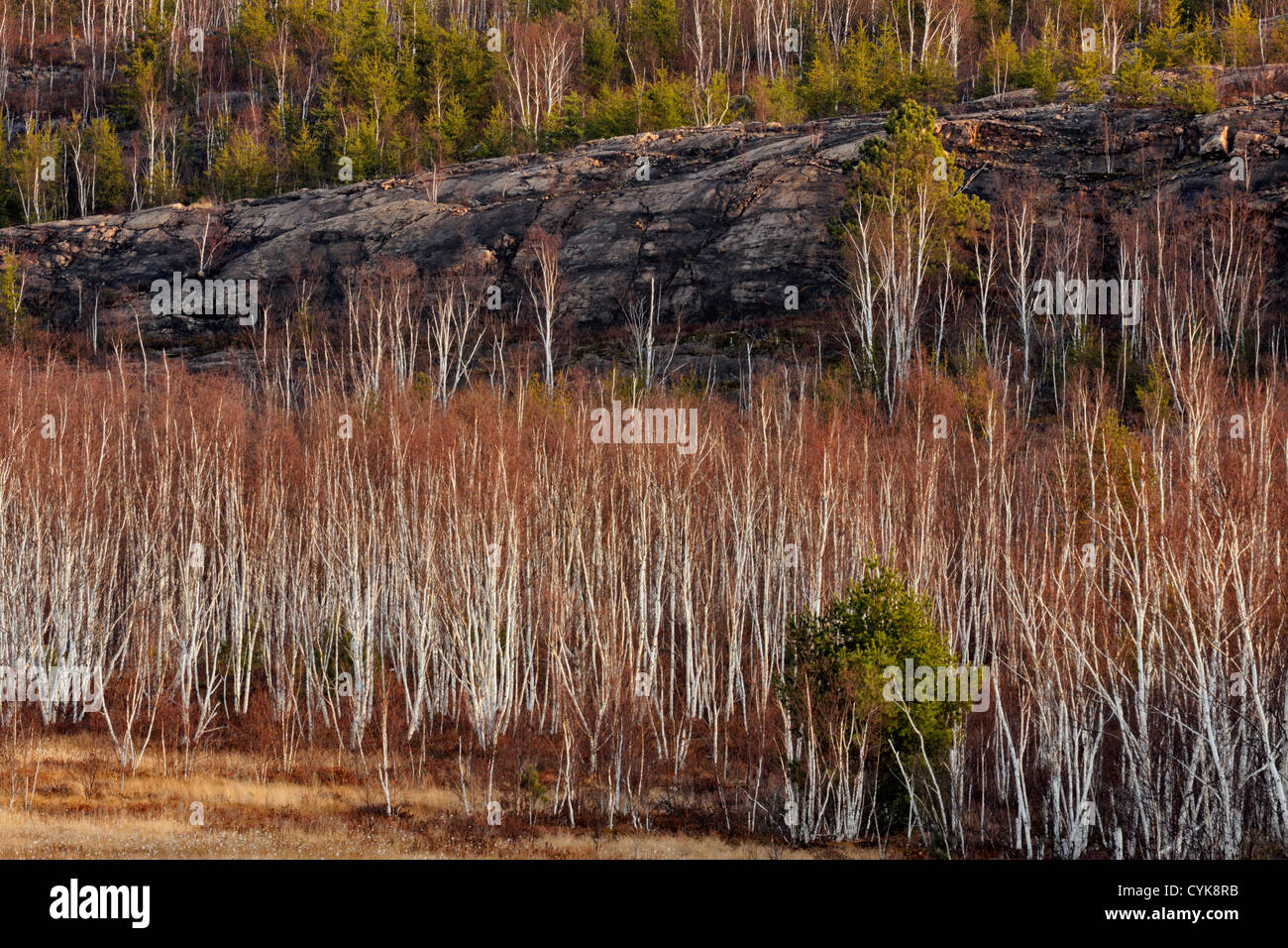 Replanted forest hi-res stock photography and images - Alamy