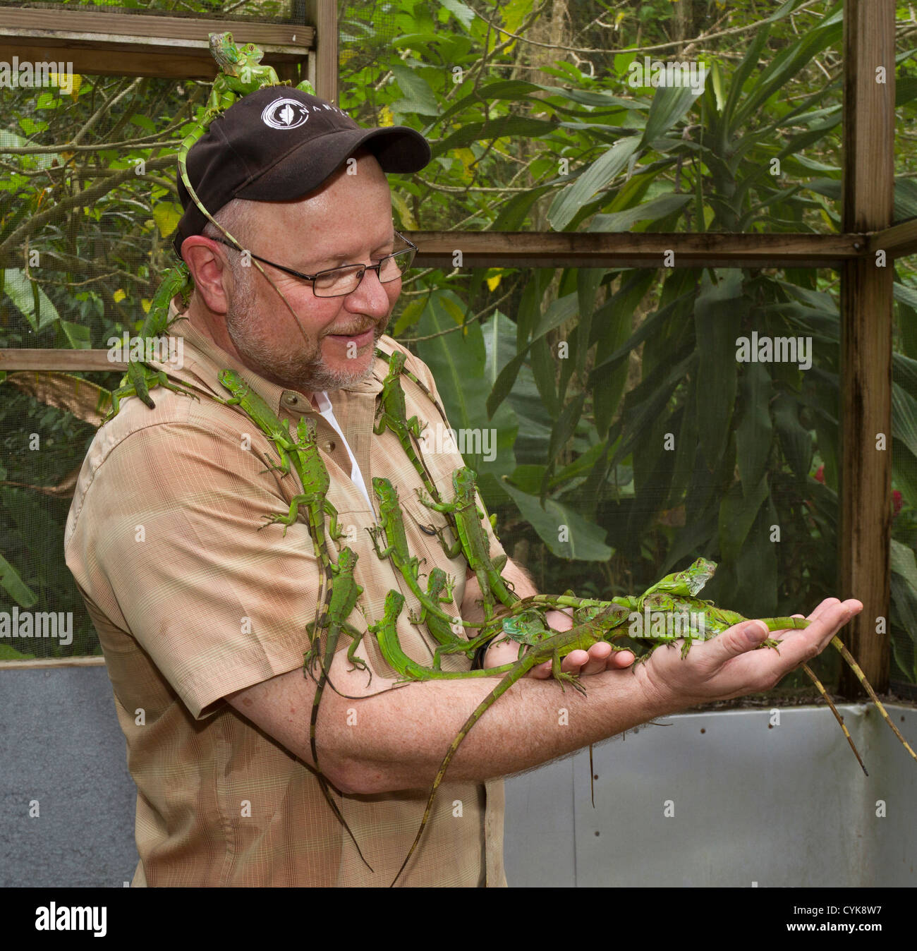 Tourist with juvenile green iguanas (Iguana iguana), Green Iguana ...