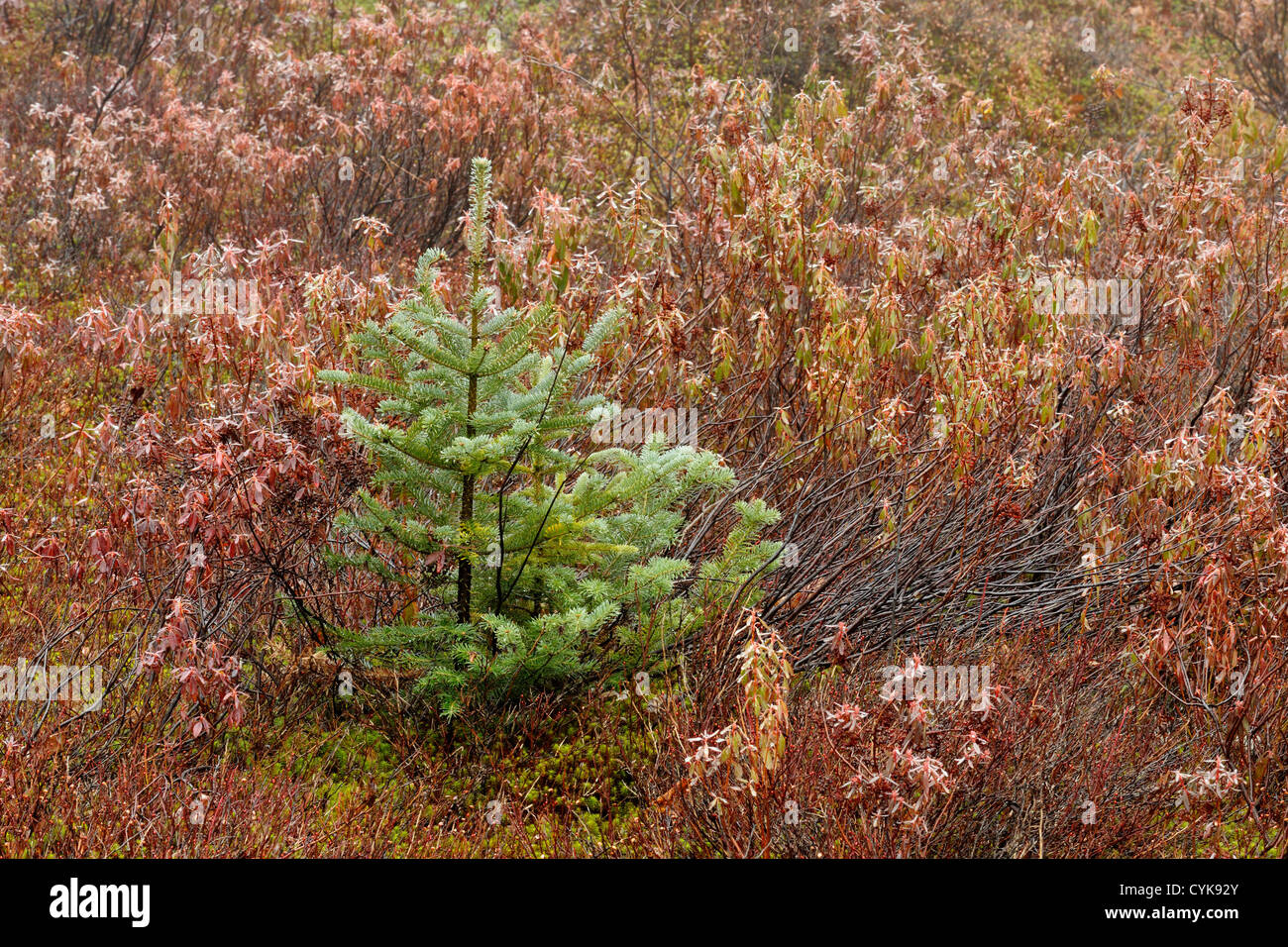 Spruce seedlings and sheep laurel shrubs in November mist, Greater ...