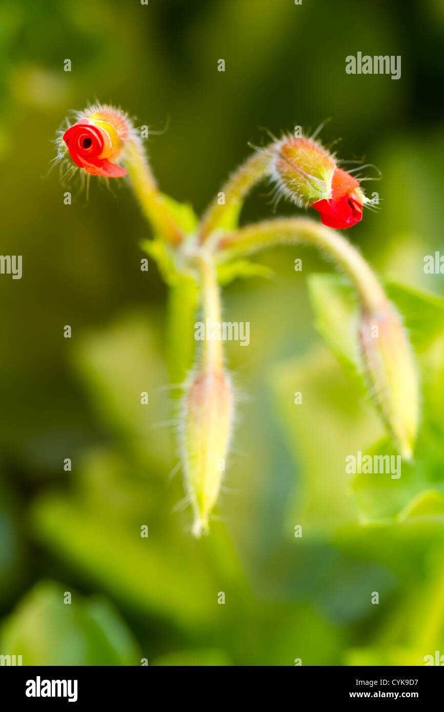 Beautiful geranium flower detail Stock Photo - Alamy