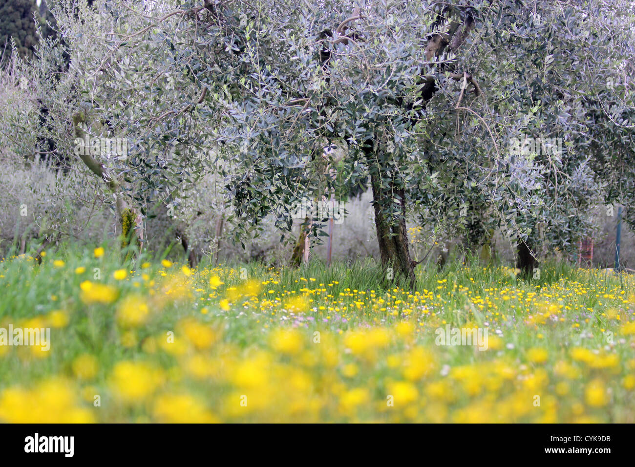 Flowering meadow under olive trees in Sirmione on Lake Garda, Region of ...