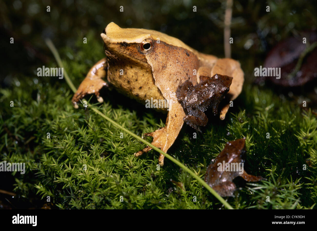 Darwin's Frog (Rhinoderma darwini), Chile Stock Photo - Alamy