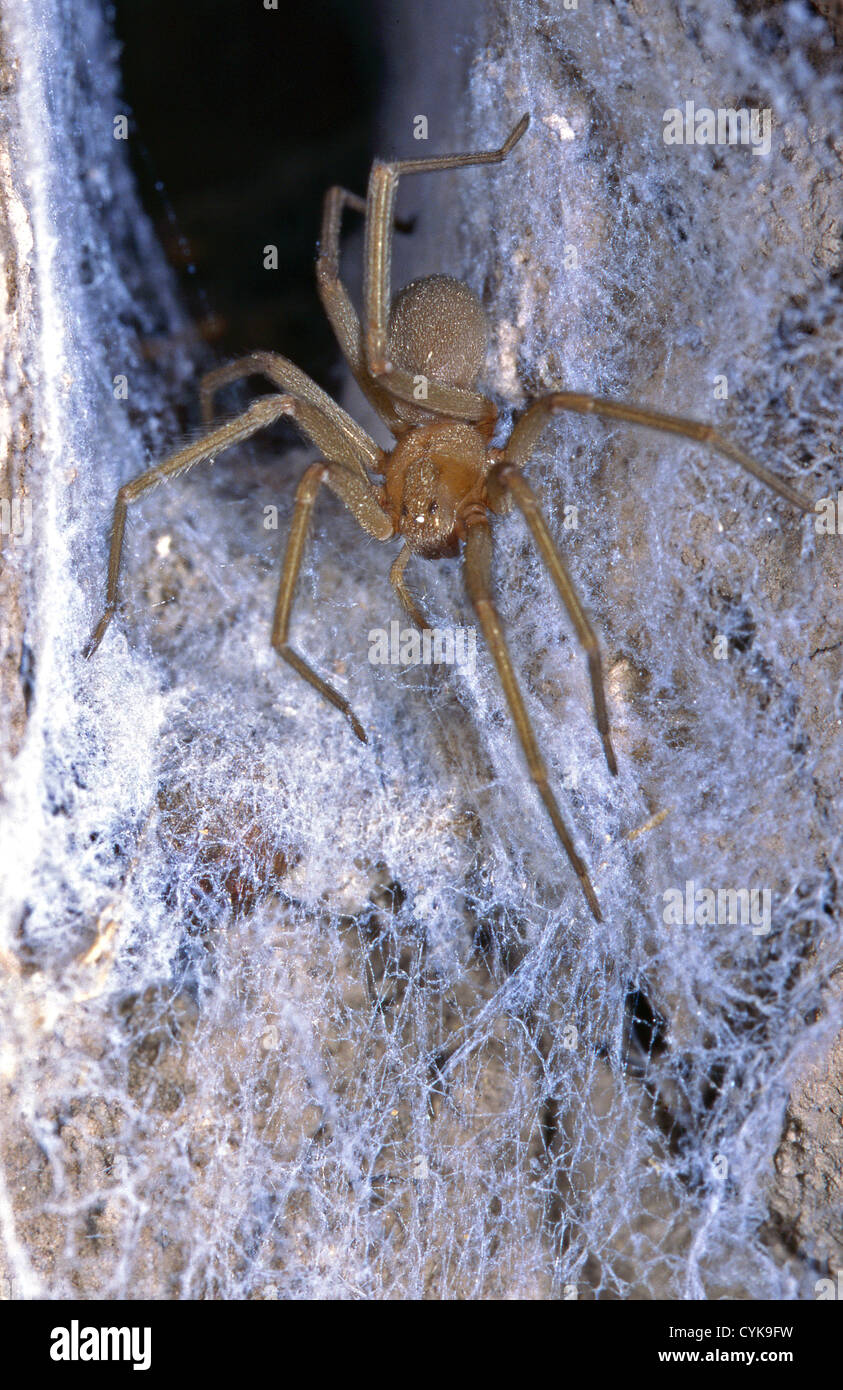 Recluse spider hi-res stock photography and images - Alamy