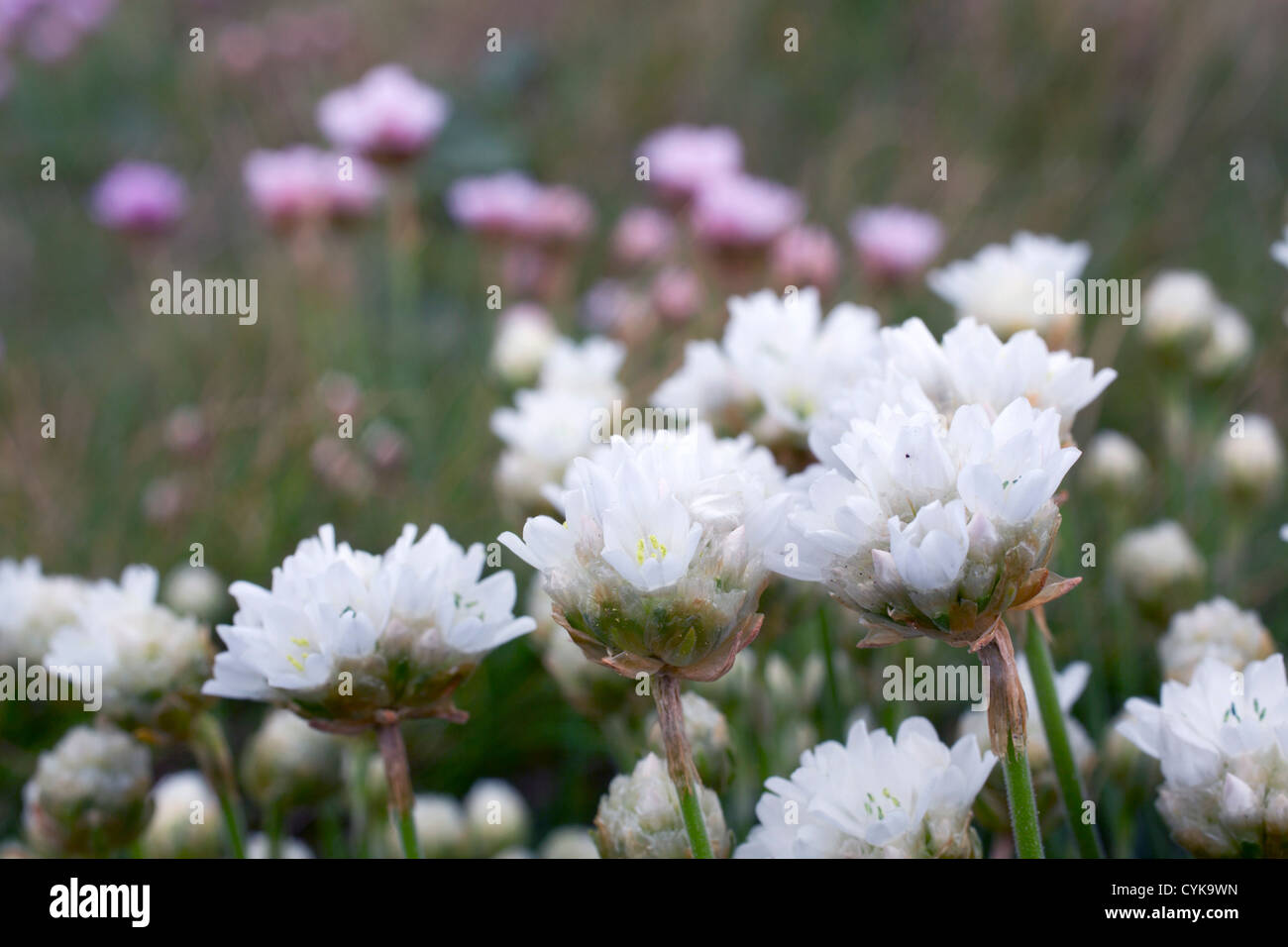 Thrift flower hi-res stock photography and images - Alamy