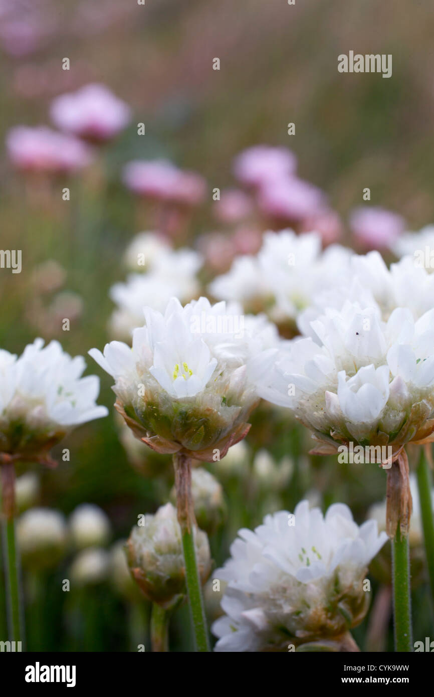 White armeria maritima hi-res stock photography and images - Alamy